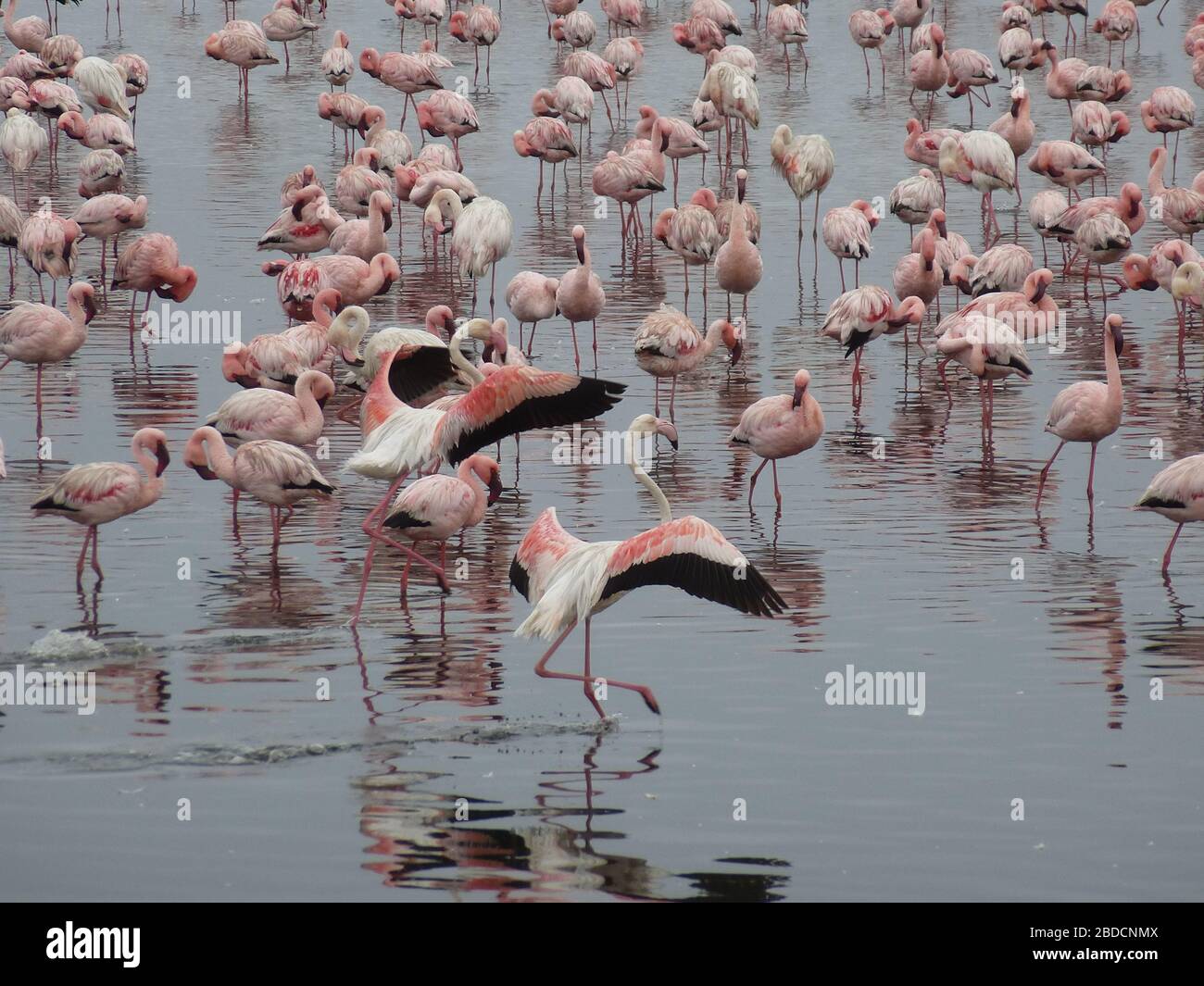 Stehender flamingo -Fotos und -Bildmaterial in hoher Auflösung – Alamy