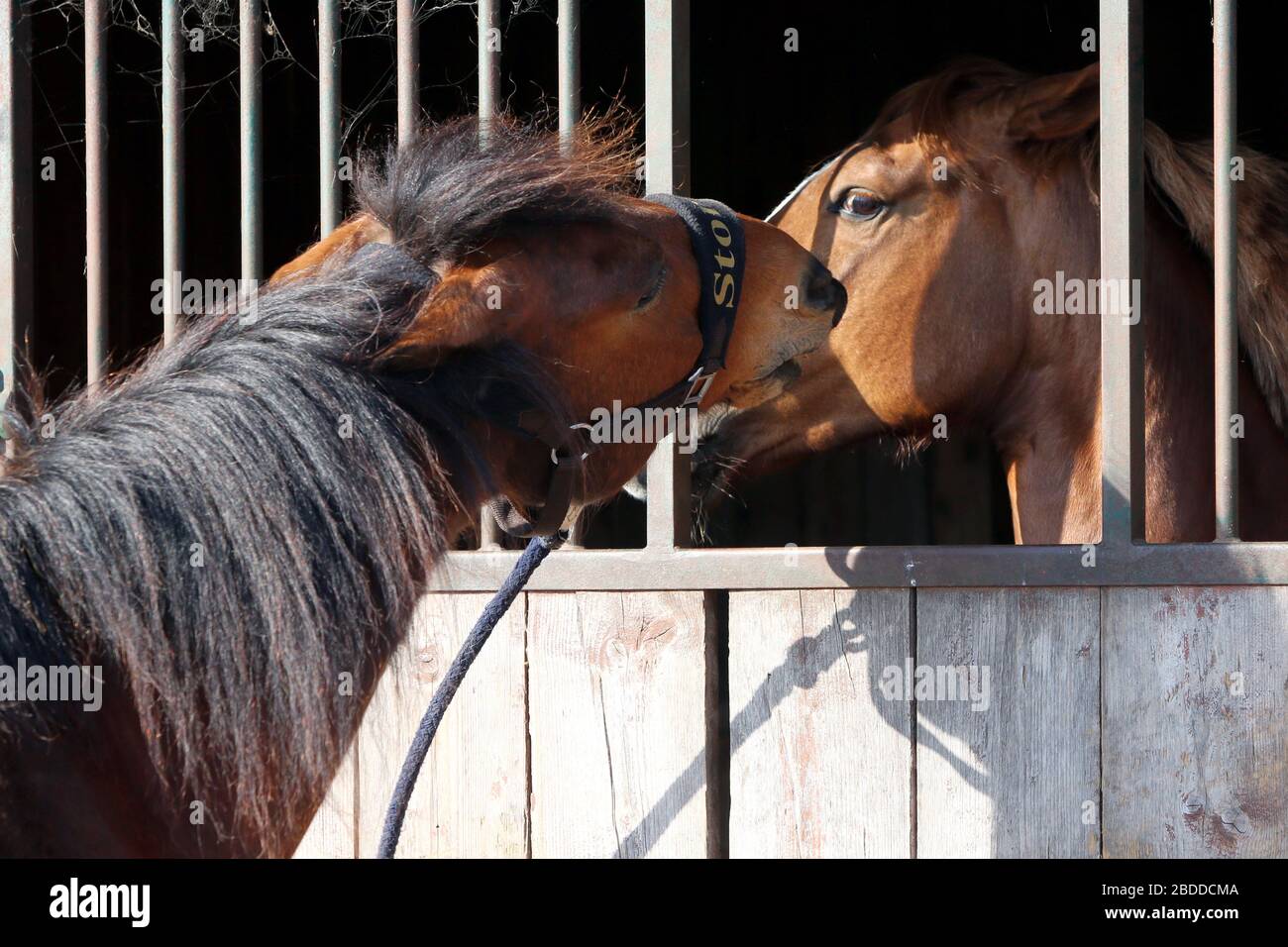 Chevaline mord Stockfotos und -bilder Kaufen - Alamy