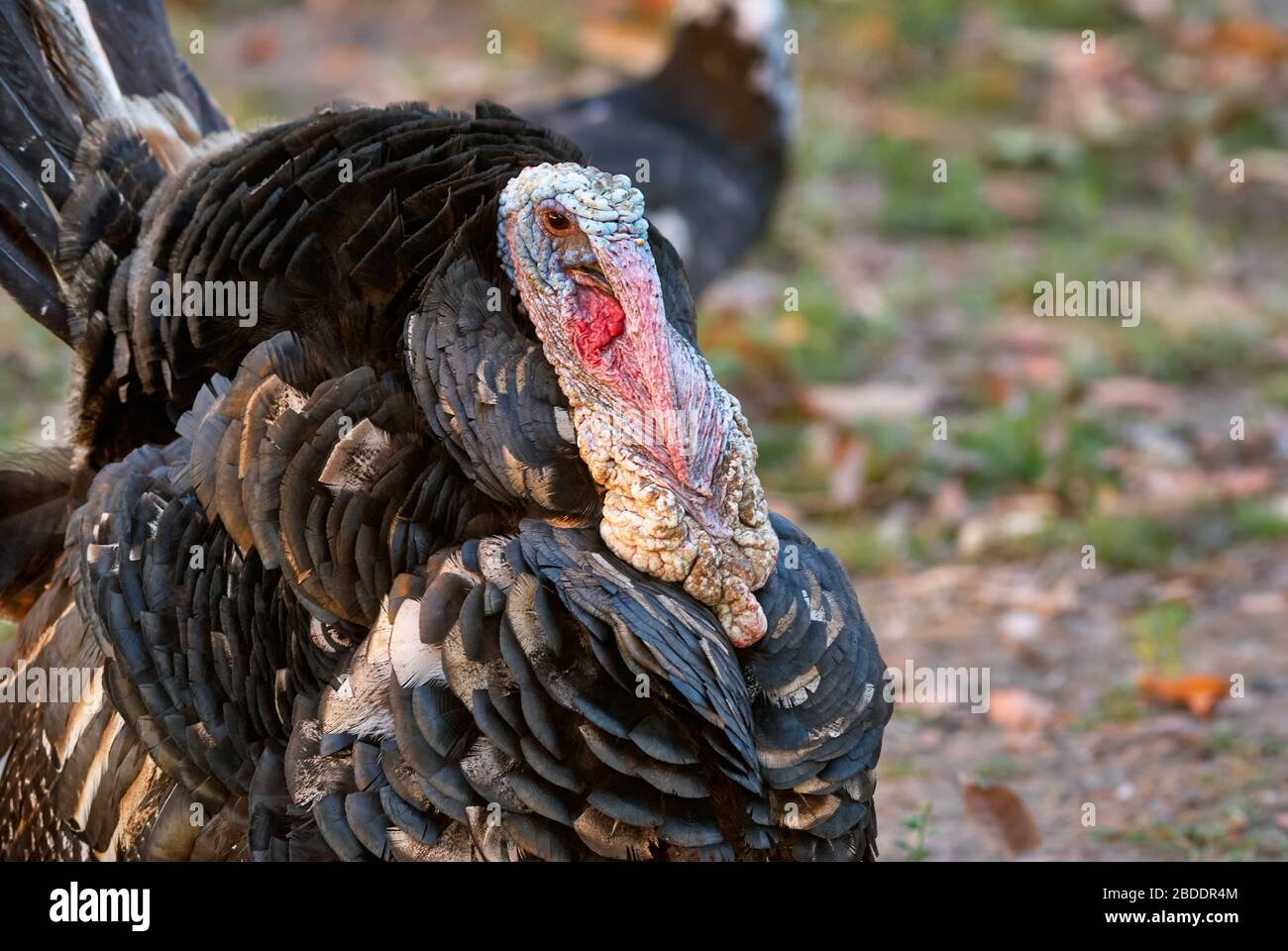 Pute tier -Fotos und -Bildmaterial in hoher Auflösung – Alamy