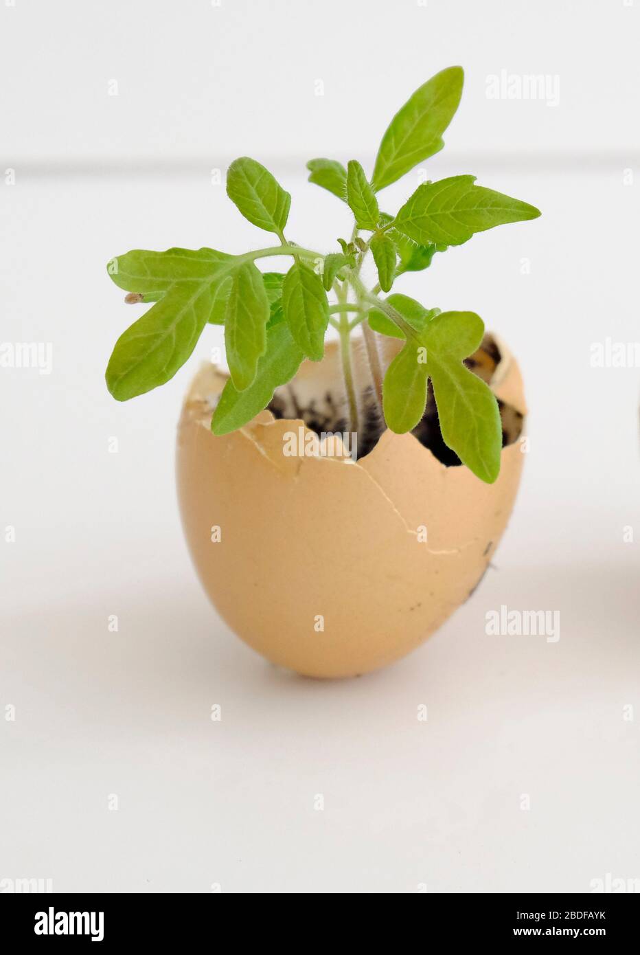 Tumbling tom rot -Fotos und -Bildmaterial in hoher Auflösung – Alamy