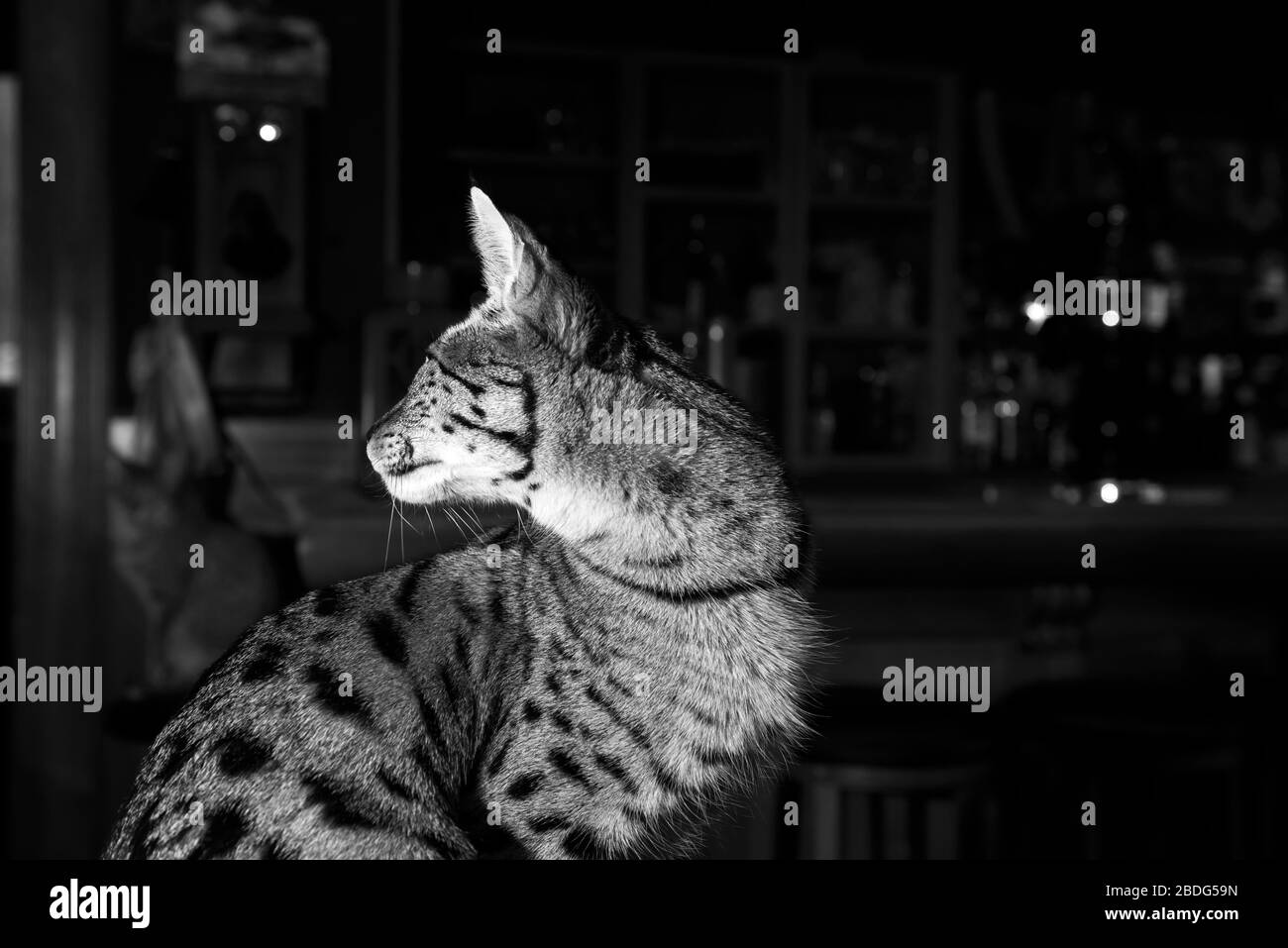 Black white tabby cat profile -Fotos und -Bildmaterial in hoher ...