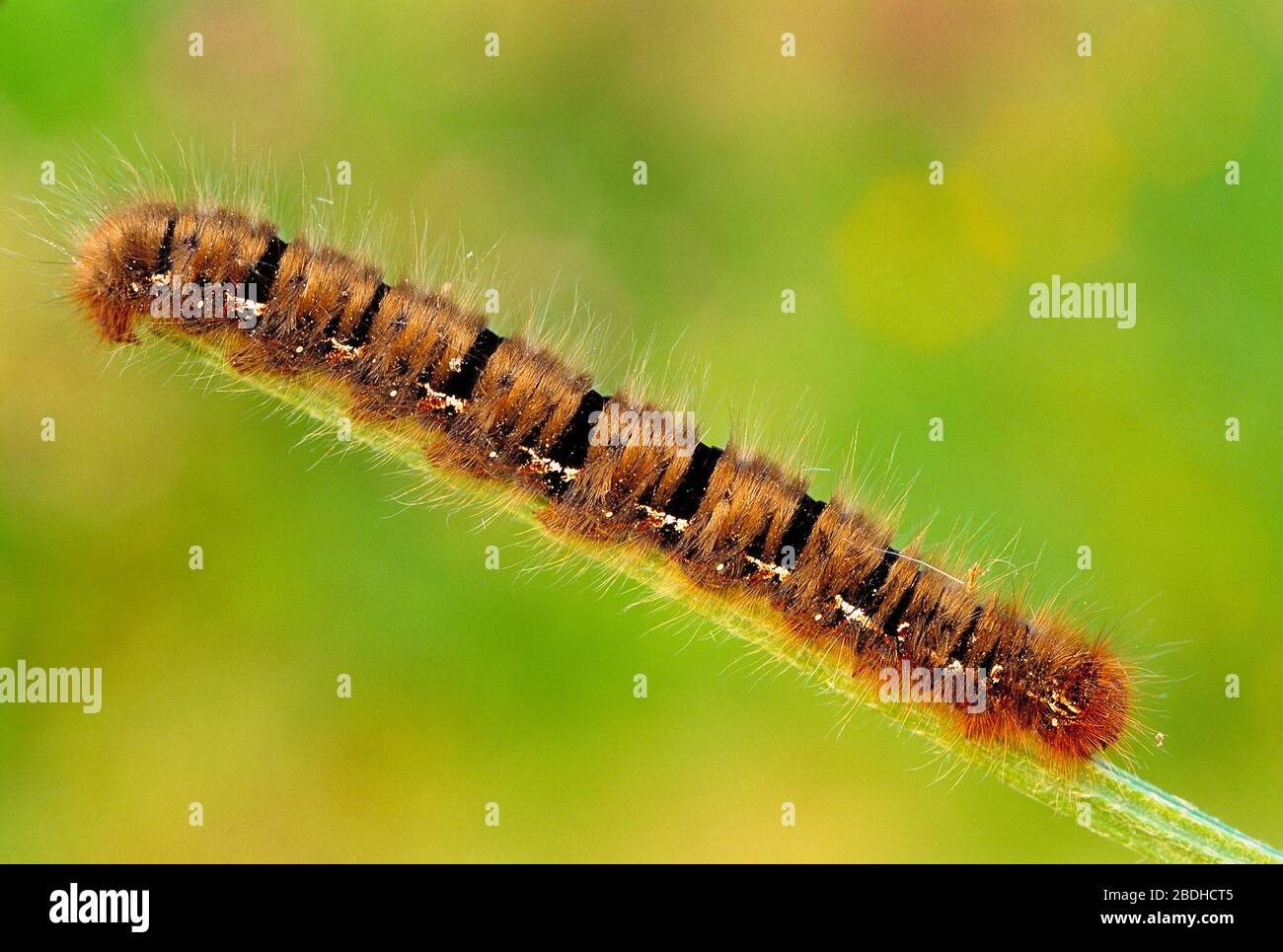 Eichenfalter raupe -Fotos und -Bildmaterial in hoher Auflösung – Alamy