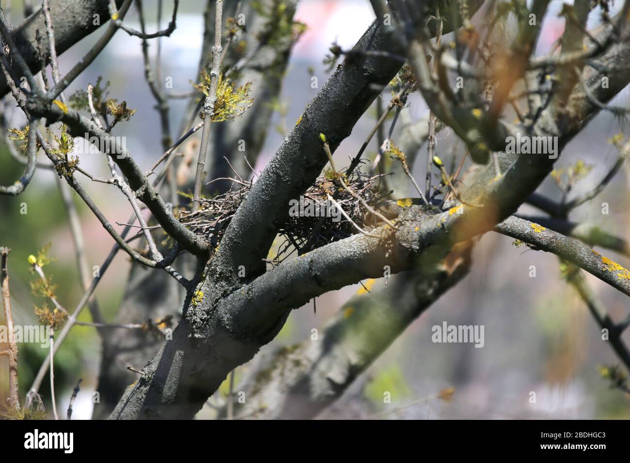 Holz taubenei -Fotos und -Bildmaterial in hoher Auflösung – Alamy