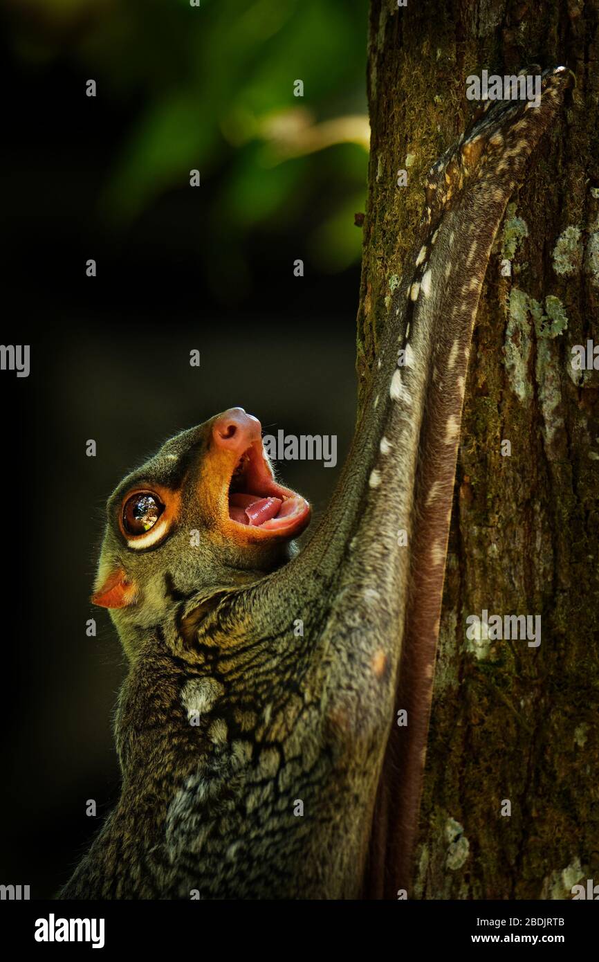 Sunda colugo -Fotos und -Bildmaterial in hoher Auflösung – Alamy