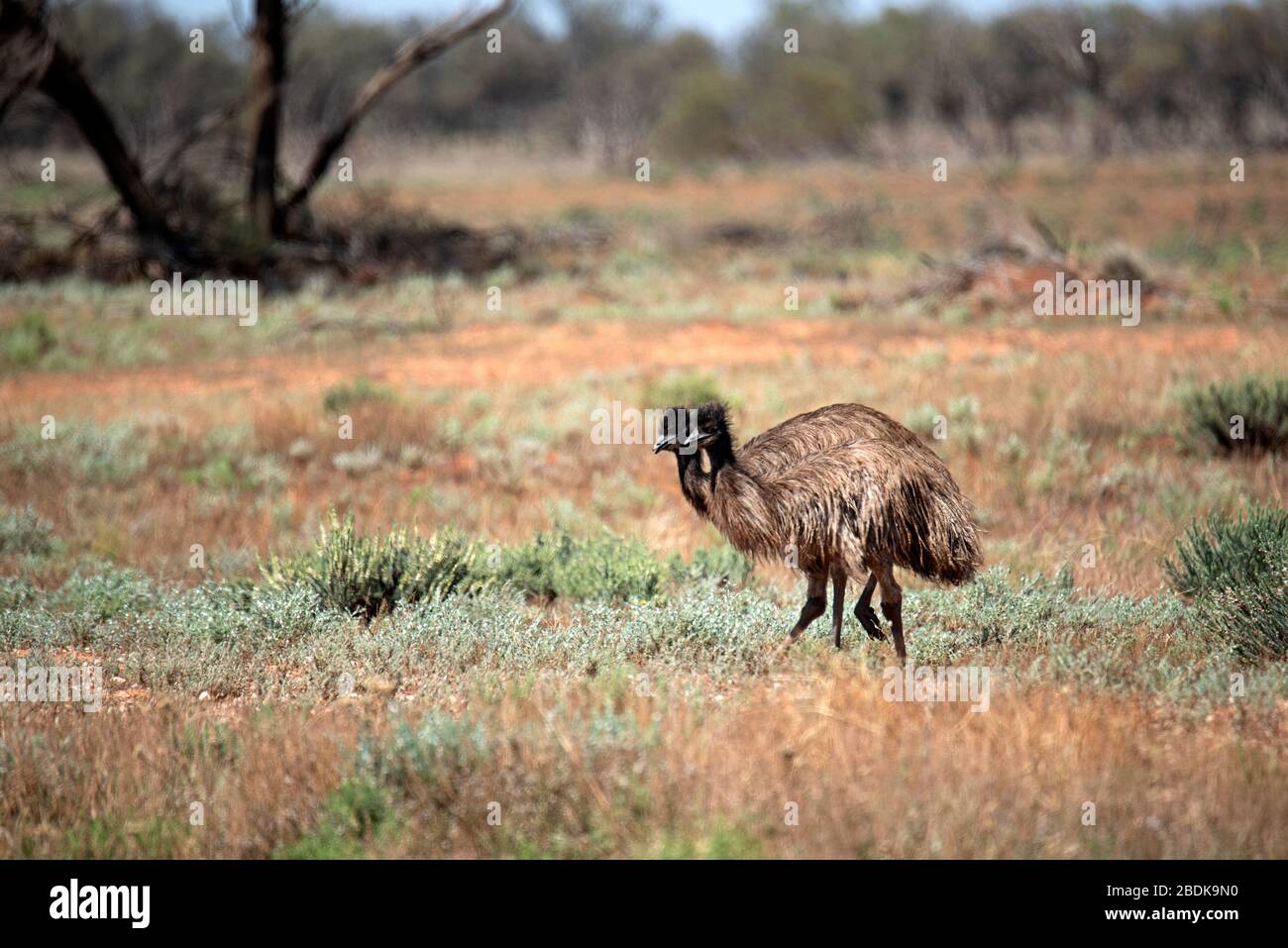 Emus im outback -Fotos und -Bildmaterial in hoher Auflösung – Alamy
