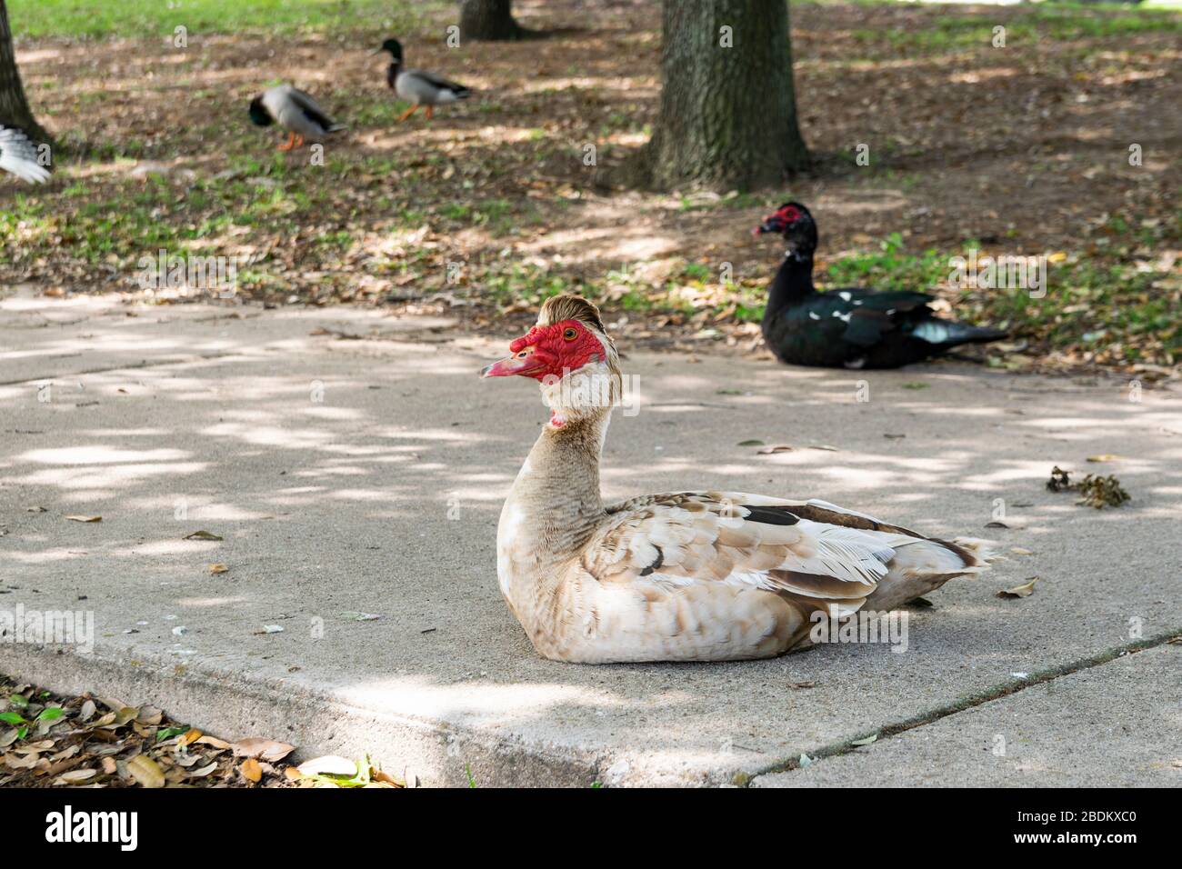 Wie ein mohawk -Fotos und -Bildmaterial in hoher Auflösung – Alamy