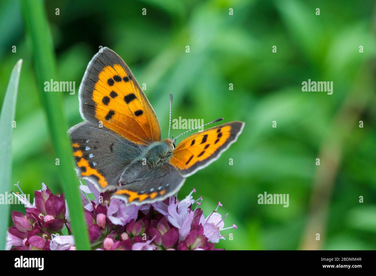 Kleiner Feuerfalter (Lycaena phlaeas Stockfotografie - Alamy