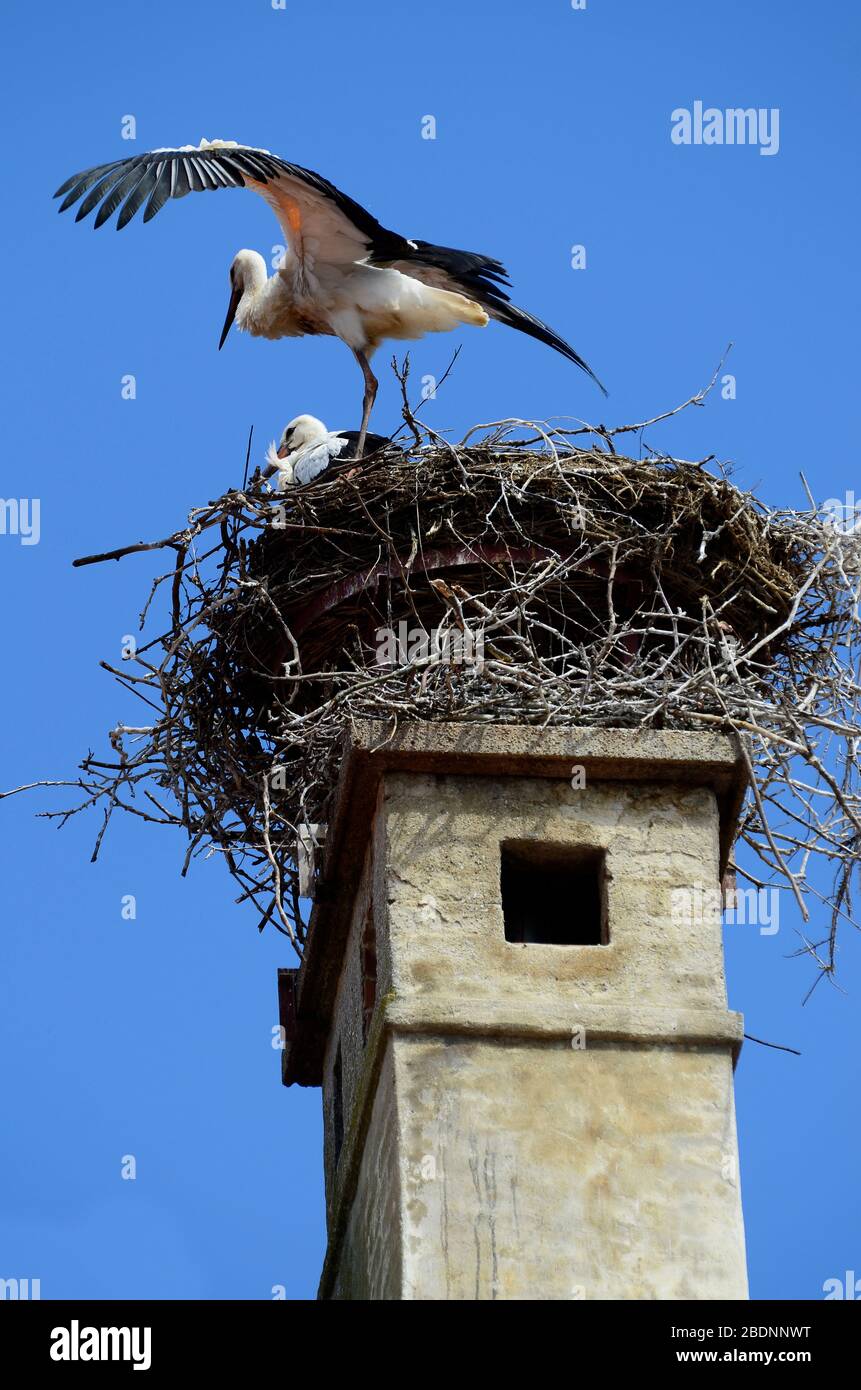 Vogel Im Schornstein