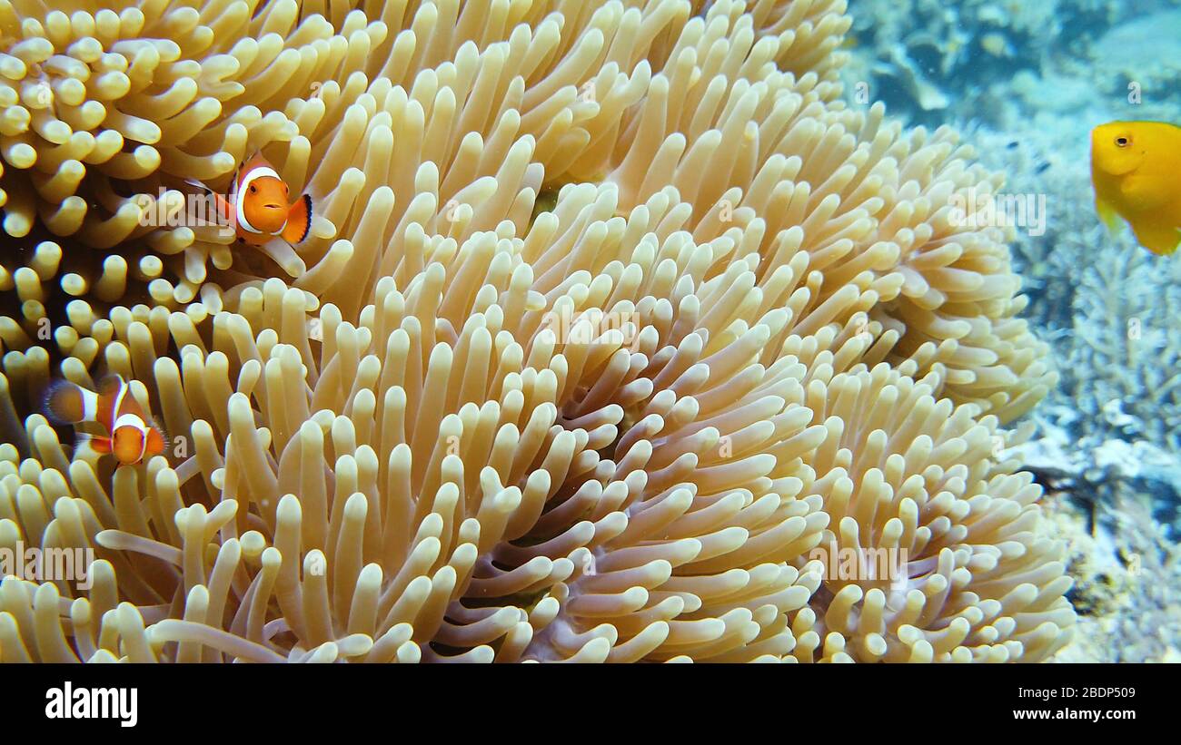 Clownfische und Seeanemonen, natürliche Symbiose. Coral Reef mit den ...