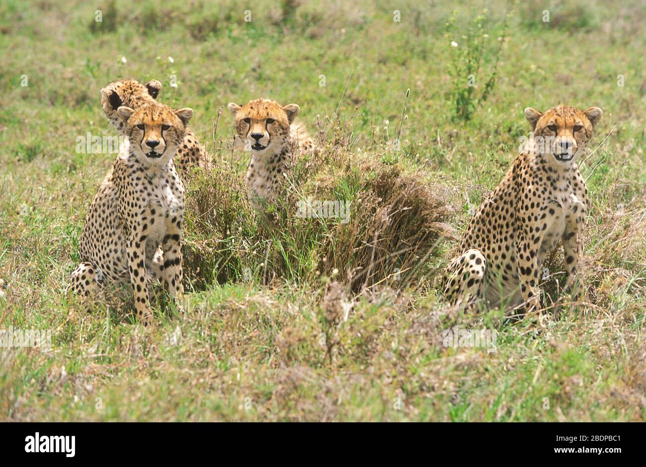 Gepard zusammen -Fotos und -Bildmaterial in hoher Auflösung – Alamy