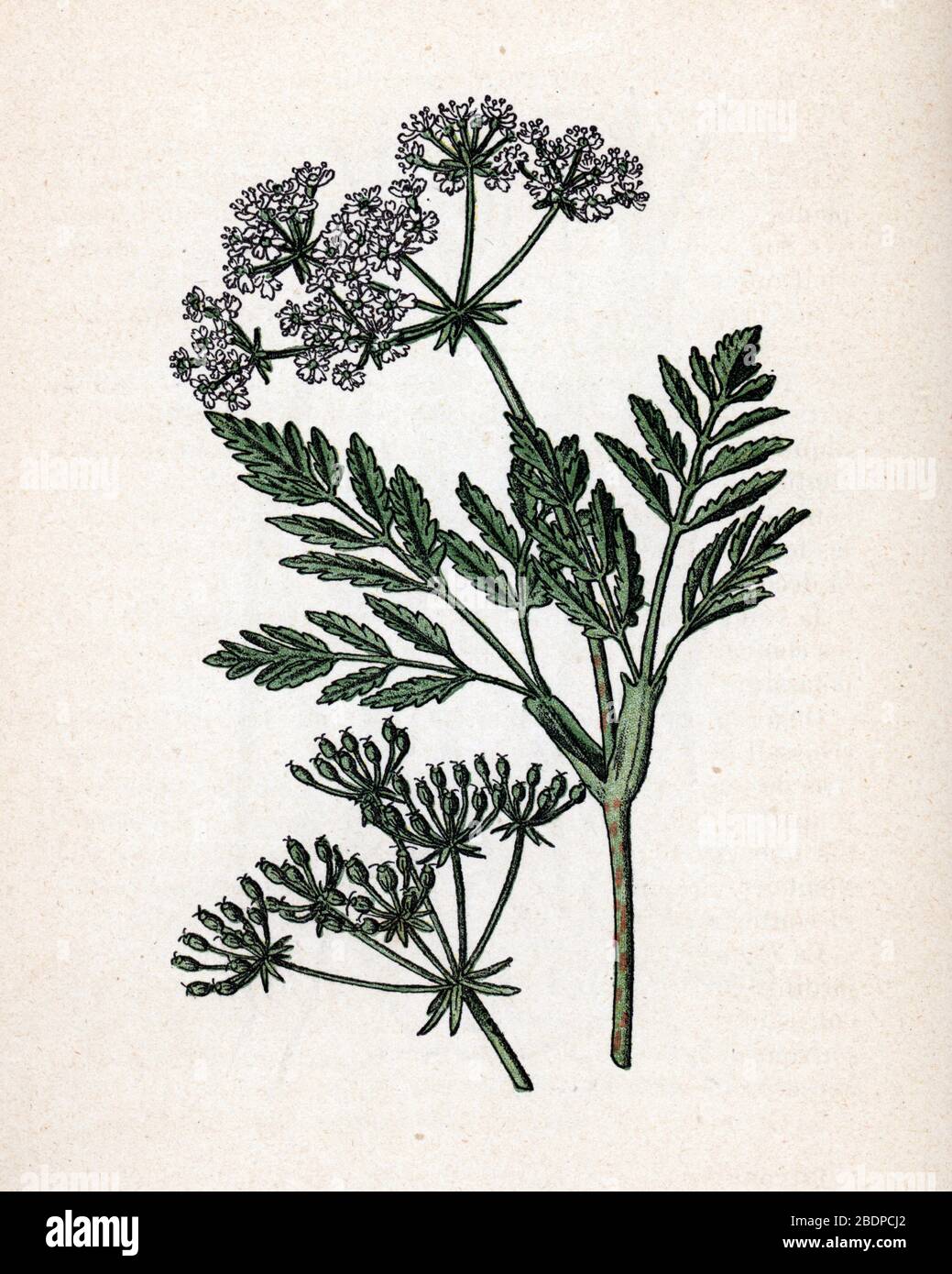 'Grande cigue' (Conium maculatum) (Hemlock) Planche de botanique tyree ...