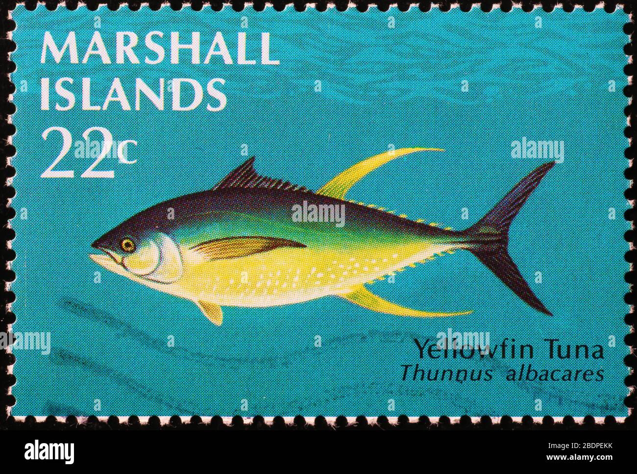 Yellowfin Tuna Underwater Stockfotos und -bilder Kaufen - Alamy
