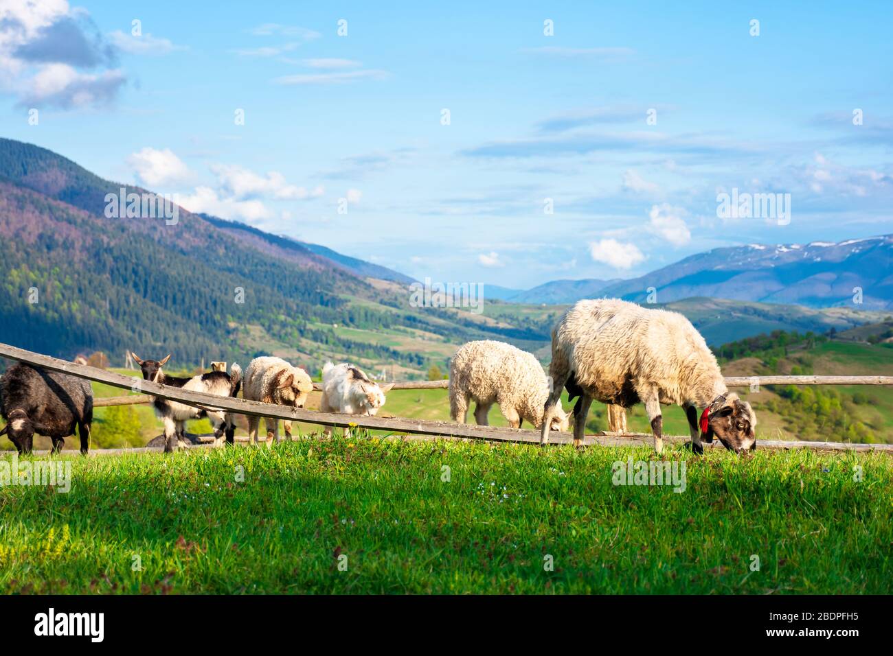 Einfache ziege -Fotos und -Bildmaterial in hoher Auflösung – Alamy