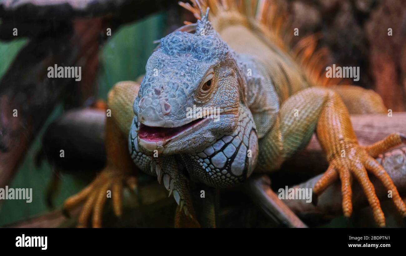 Rosa leguan -Fotos und -Bildmaterial in hoher Auflösung – Alamy