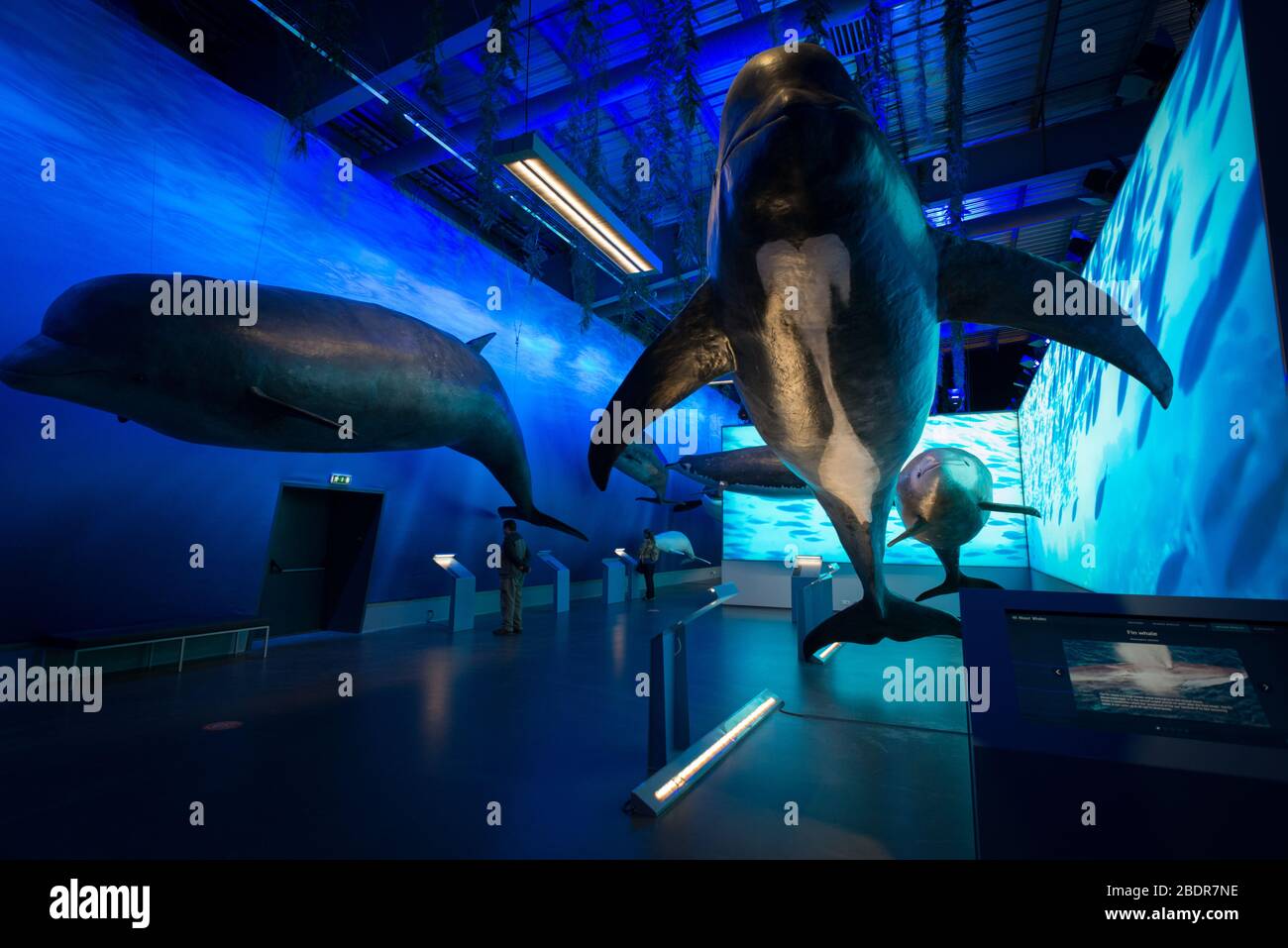 Ausstellung und Museum der Wale von Island, Reykjavik, Island ...
