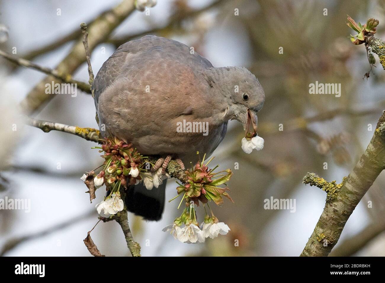 Ringeltaubenbaby frisst -Fotos und -Bildmaterial in hoher Auflösung – Alamy