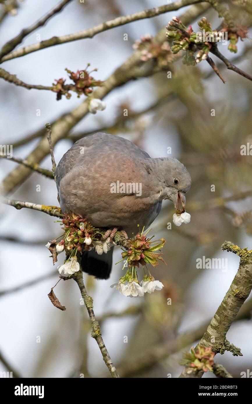 Ringeltaubenbaby frisst -Fotos und -Bildmaterial in hoher Auflösung – Alamy
