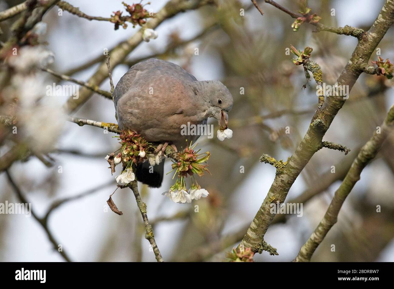 Ringeltaubenbaby frisst -Fotos und -Bildmaterial in hoher Auflösung – Alamy