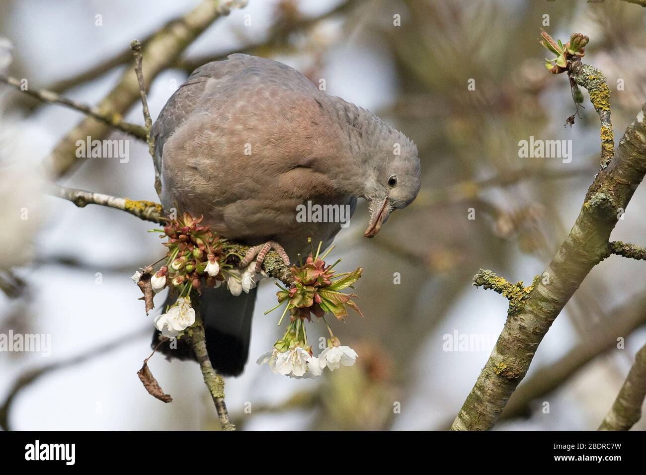 Ringeltaubenbaby frisst -Fotos und -Bildmaterial in hoher Auflösung – Alamy