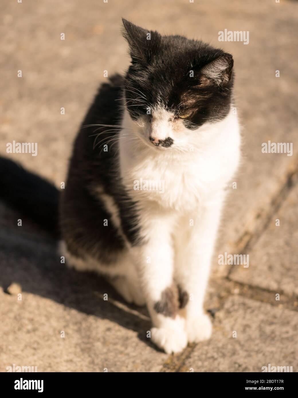 Kleine katze sitzt -Fotos und -Bildmaterial in hoher Auflösung – Alamy