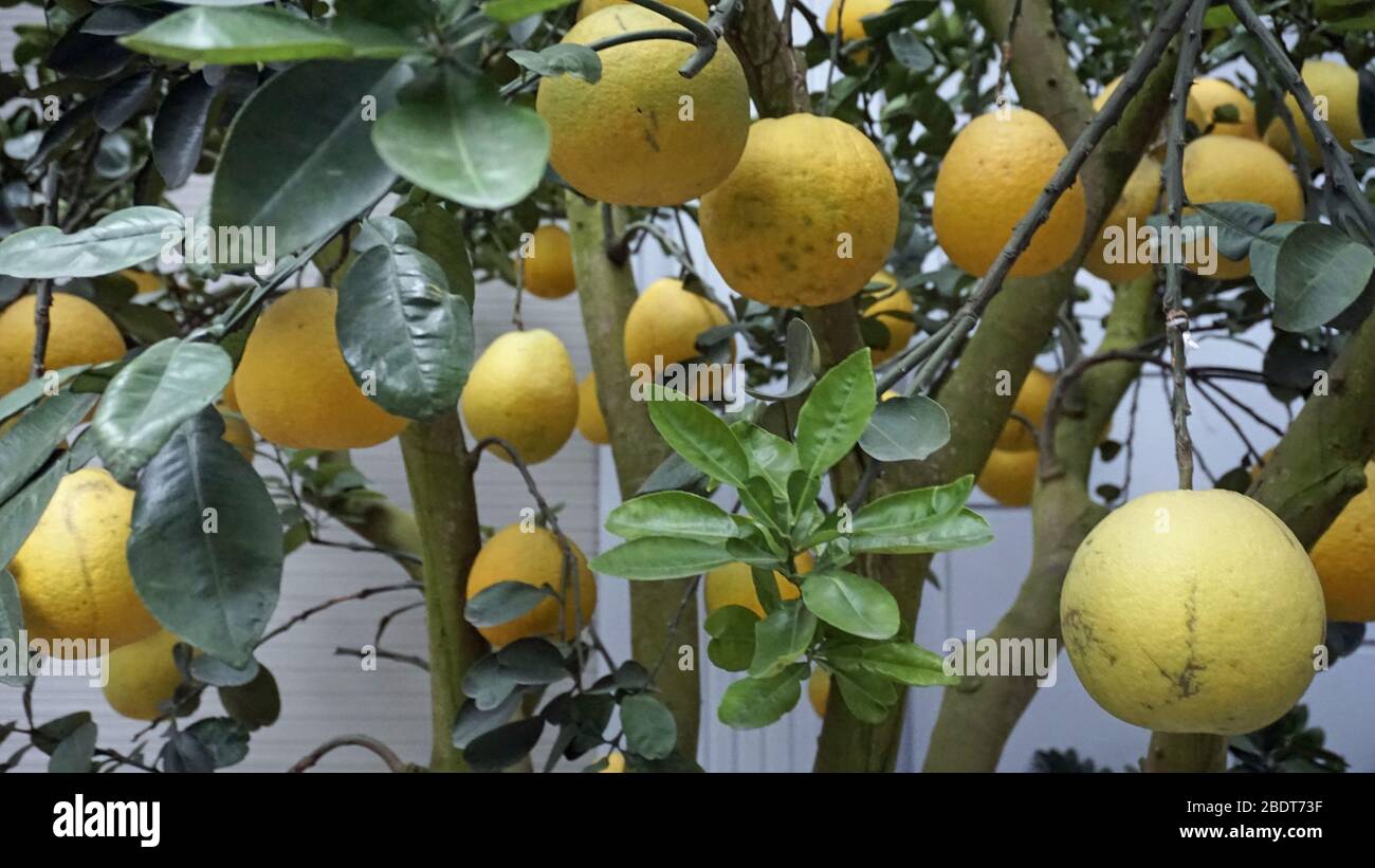 Fit vietnam -Fotos und -Bildmaterial in hoher Auflösung – Alamy