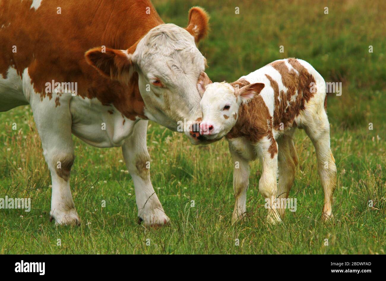 Mutter kuh -Fotos und -Bildmaterial in hoher Auflösung – Alamy