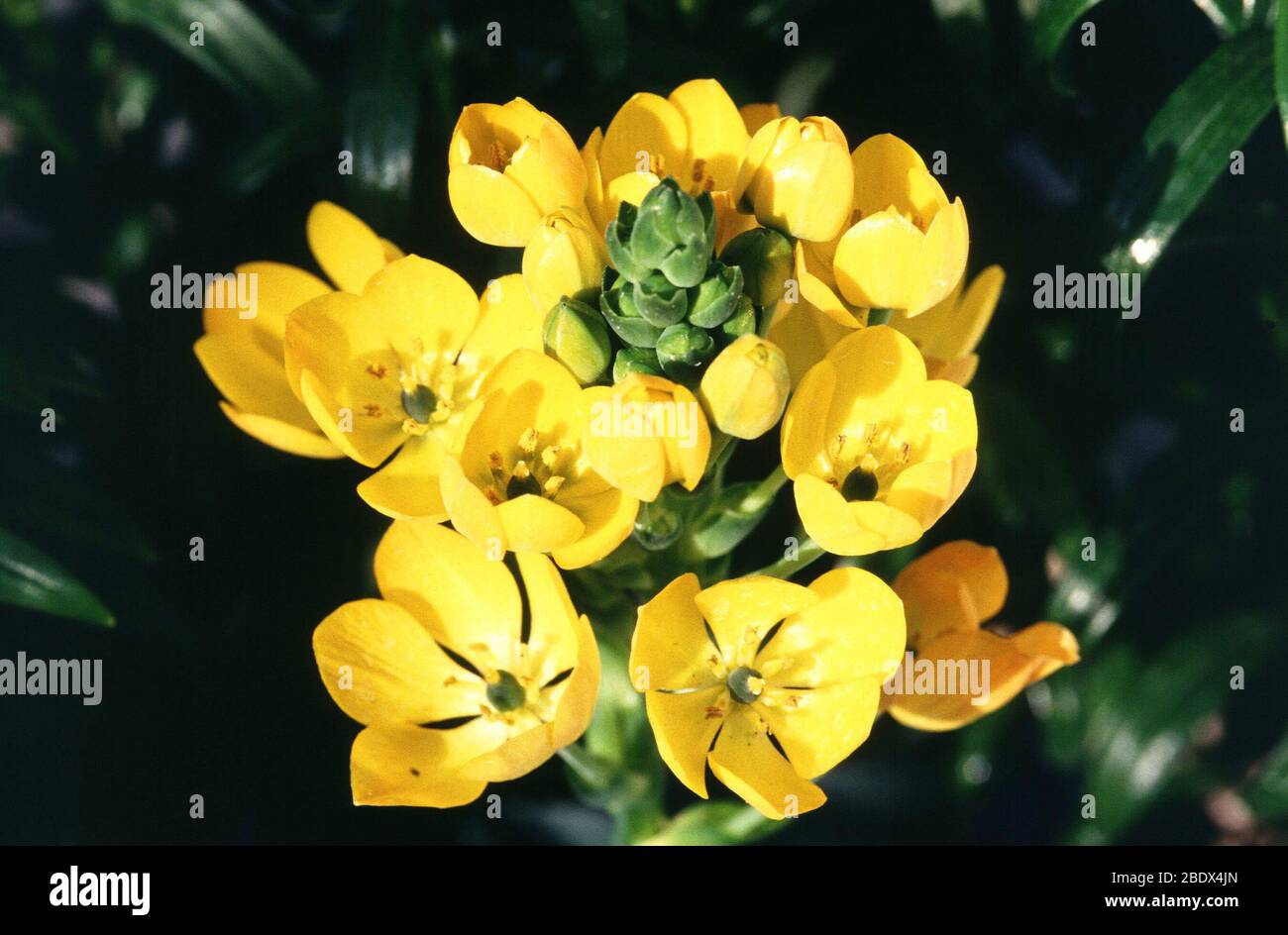 Stern von bethlehem -Fotos und -Bildmaterial in hoher Auflösung – Alamy