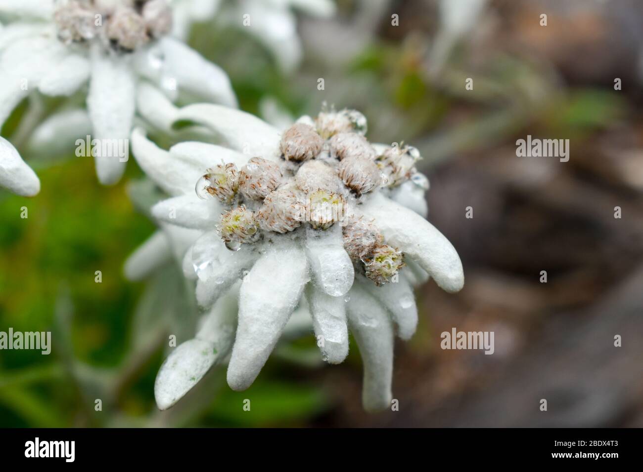 Edelweiss Blume (Leontopodium alpinum), Symbol der Alpen Berg ...
