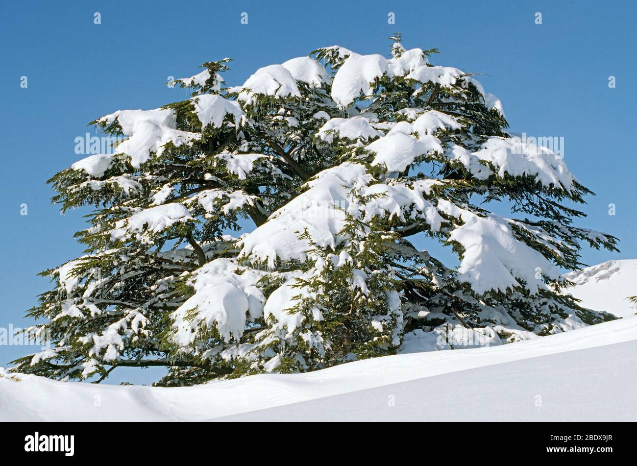 Cedrus libani libanon zeder oder zeder von libanon -Fotos und ...