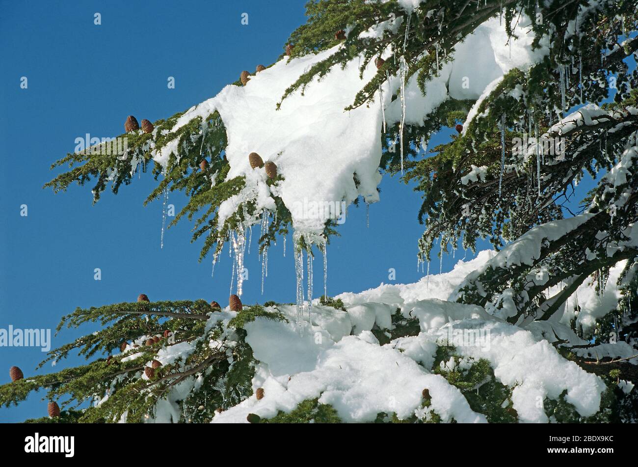 Cedrus libani libanon zeder oder zeder von libanon -Fotos und ...