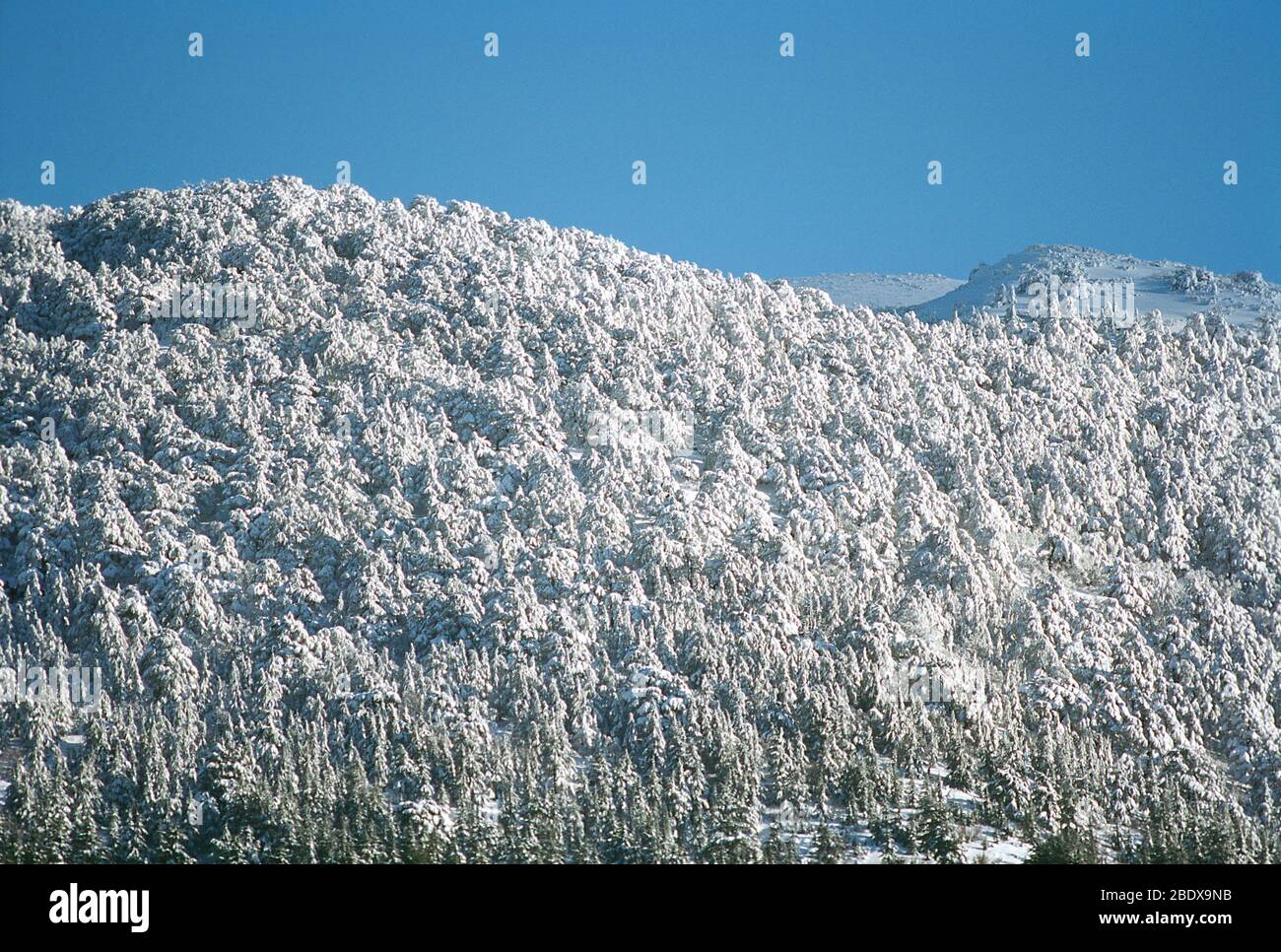 Cedrus libani libanon zeder oder zeder von libanon -Fotos und ...