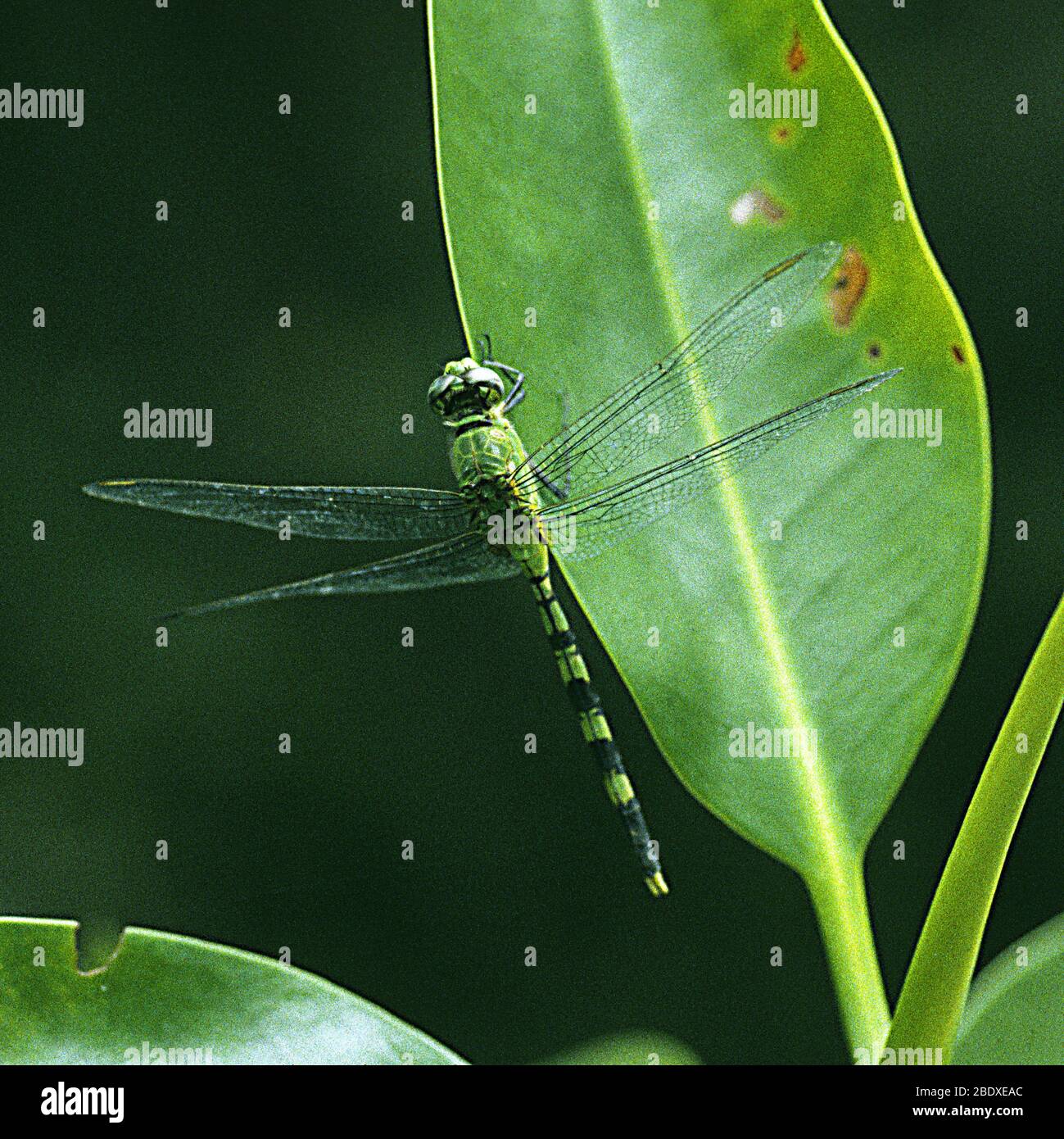 Libelle libellen insekt -Fotos und -Bildmaterial in hoher Auflösung – Alamy