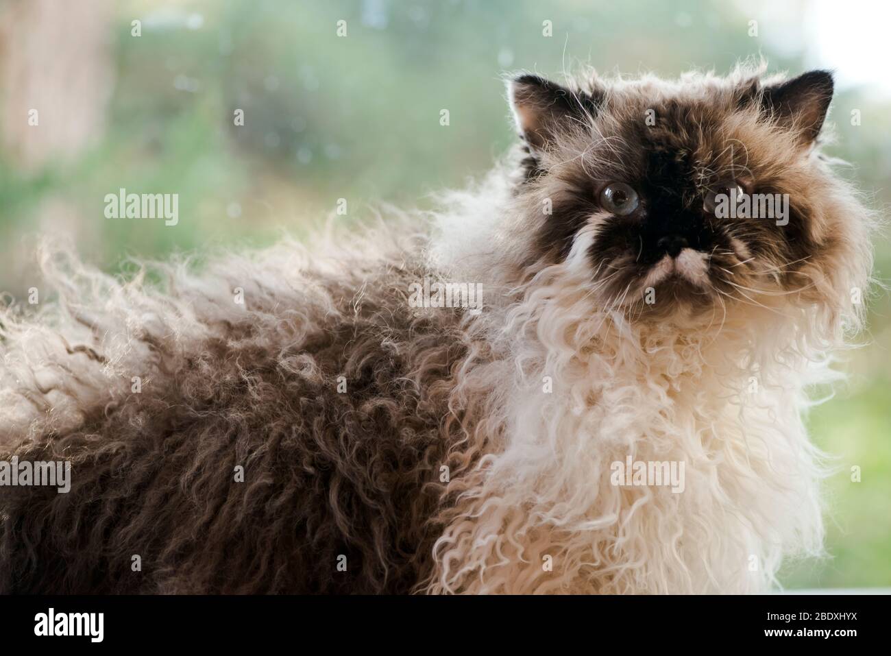 Selkirk Rex Katze sitzt vor einem Fenster mit Blick auf den Garten ...