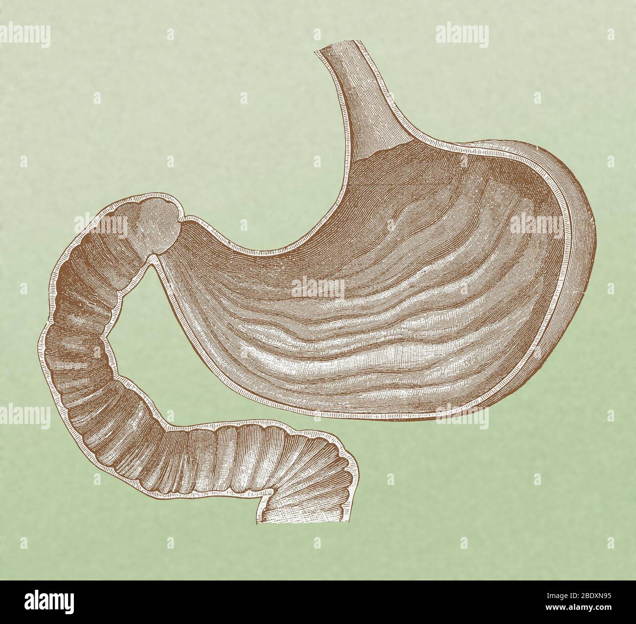 Common bile duct -Fotos und -Bildmaterial in hoher Auflösung – Alamy