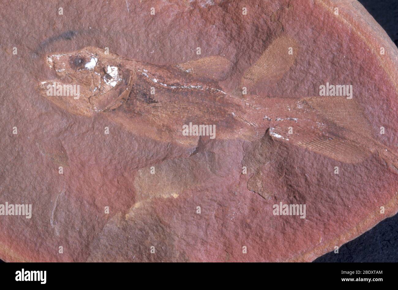 Bryozoa or bryozoan fossil -Fotos und -Bildmaterial in hoher Auflösung ...