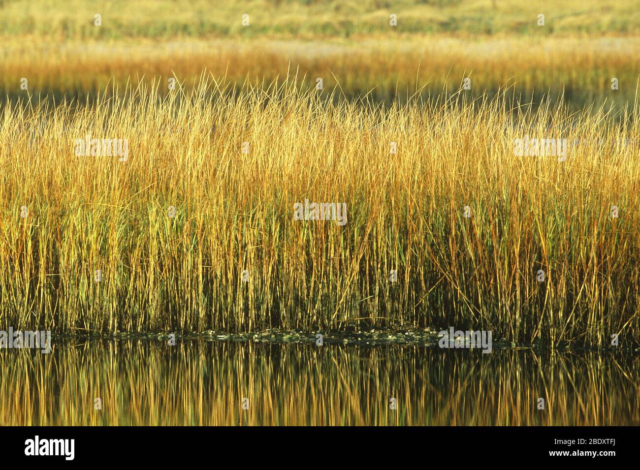 Spartina gras -Fotos und -Bildmaterial in hoher Auflösung – Alamy