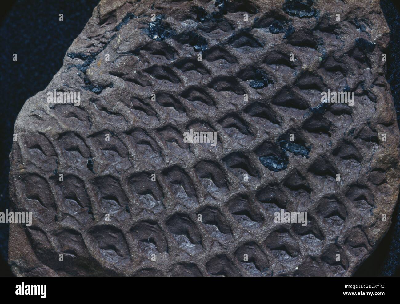 Prähistorischer baum -Fotos und -Bildmaterial in hoher Auflösung – Alamy