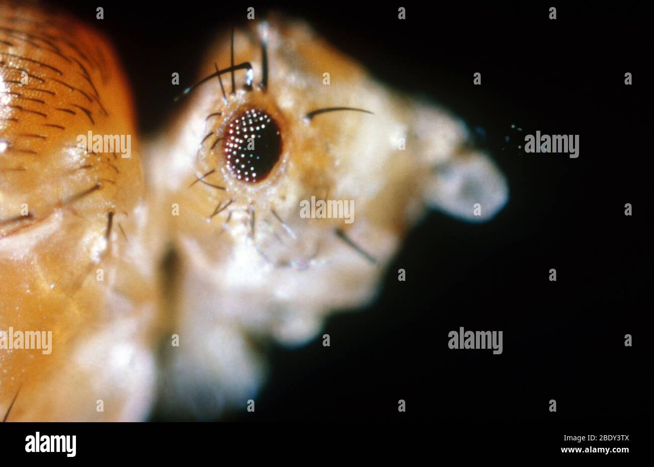 Drosophila melanogaster genetic -Fotos und -Bildmaterial in hoher ...