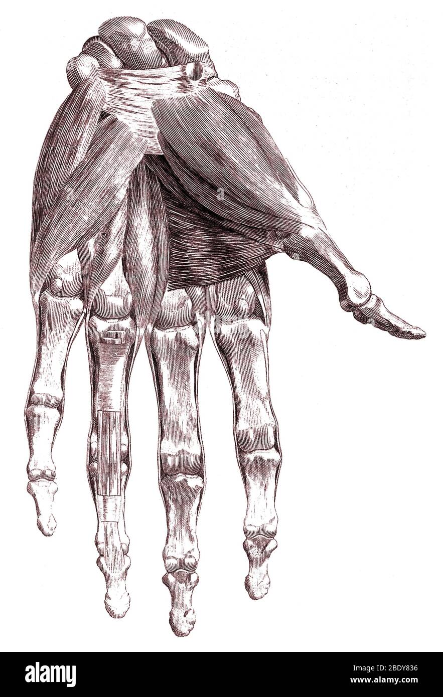 Anatomy muscles hand -Fotos und -Bildmaterial in hoher Auflösung – Alamy