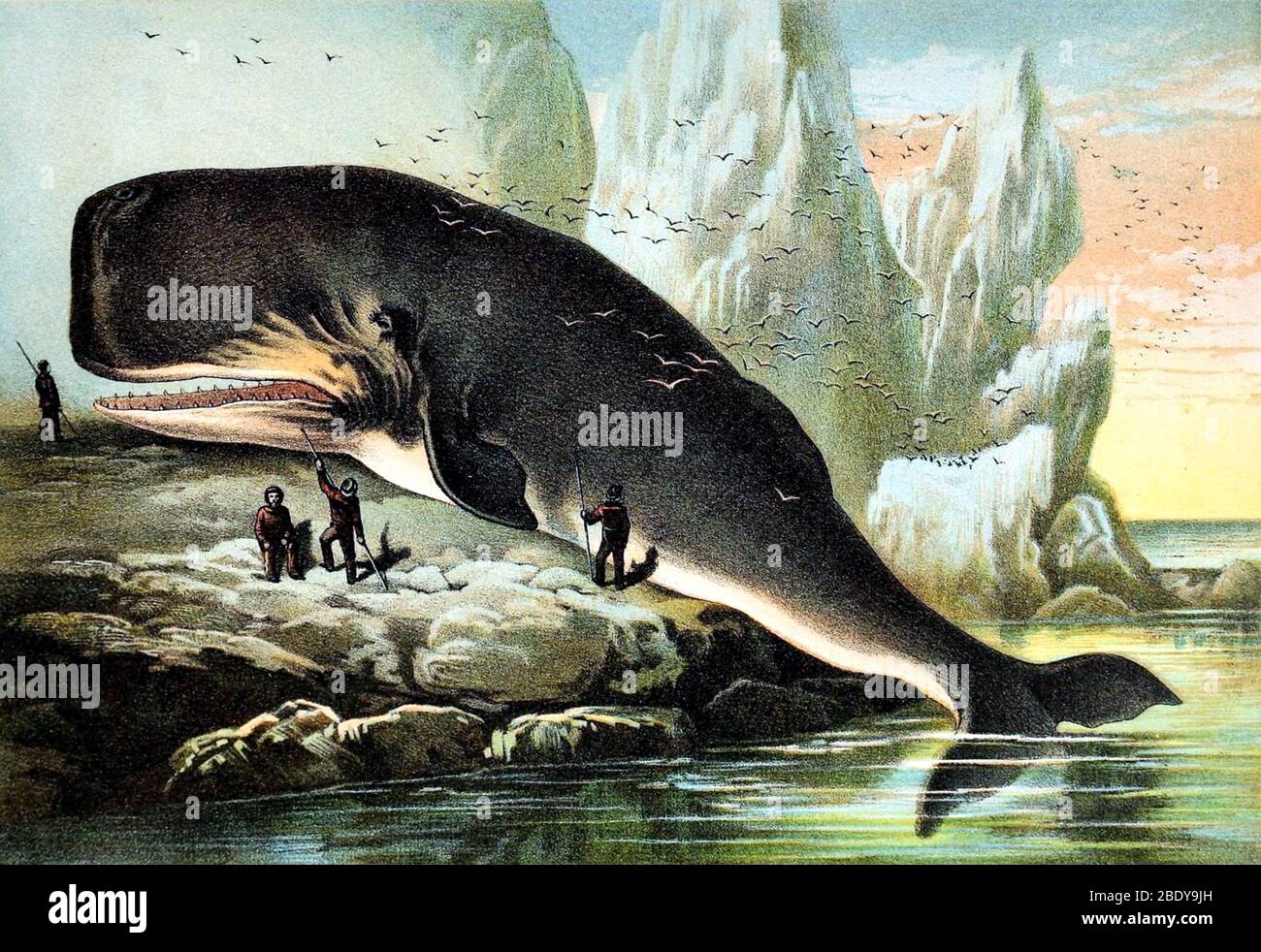 Wal harpune -Fotos und -Bildmaterial in hoher Auflösung – Alamy