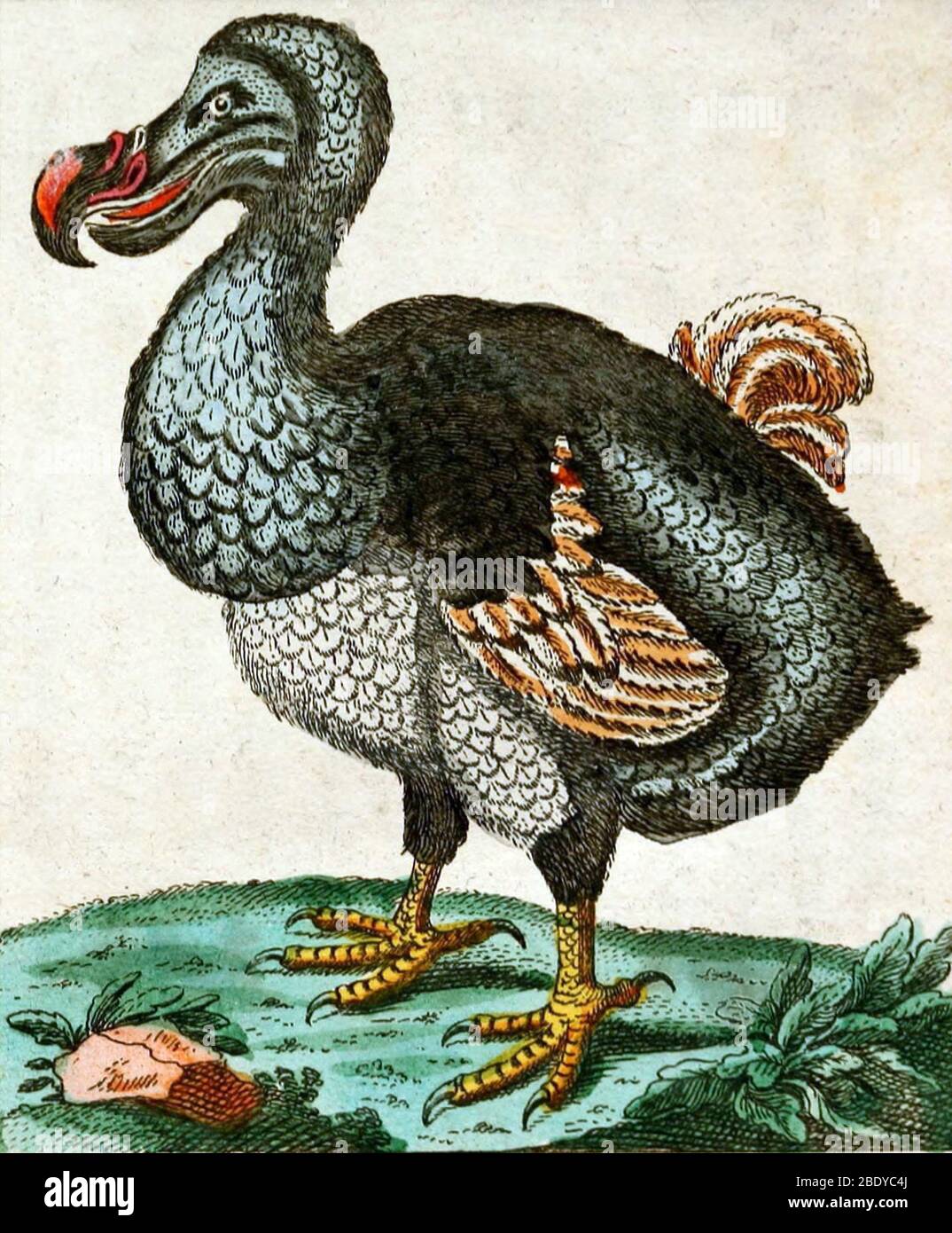 Dodo bird art -Fotos und -Bildmaterial in hoher Auflösung – Alamy
