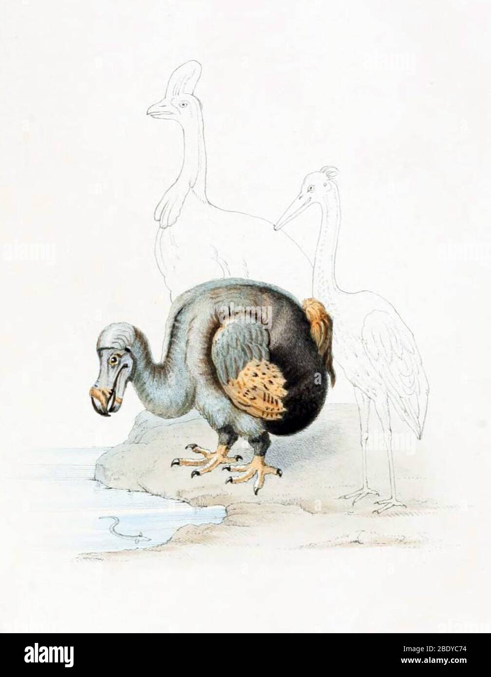 Common dodo -Fotos und -Bildmaterial in hoher Auflösung – Alamy
