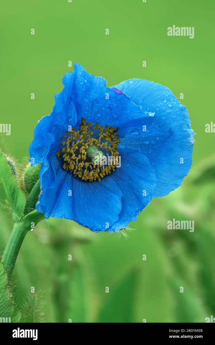 Blauer mohn baileyi -Fotos und -Bildmaterial in hoher Auflösung – Alamy