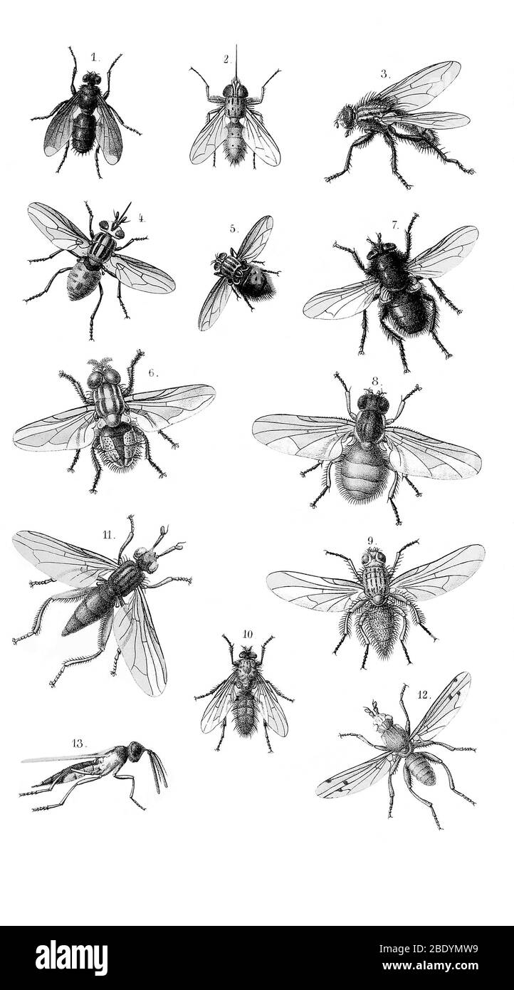 Stabile fliegen -Fotos und -Bildmaterial in hoher Auflösung – Alamy