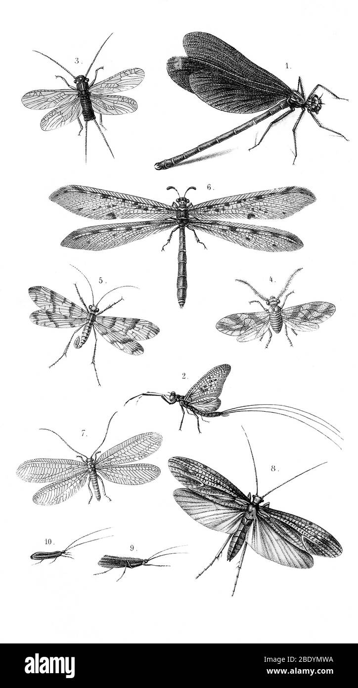 Winged insects -Fotos und -Bildmaterial in hoher Auflösung – Alamy