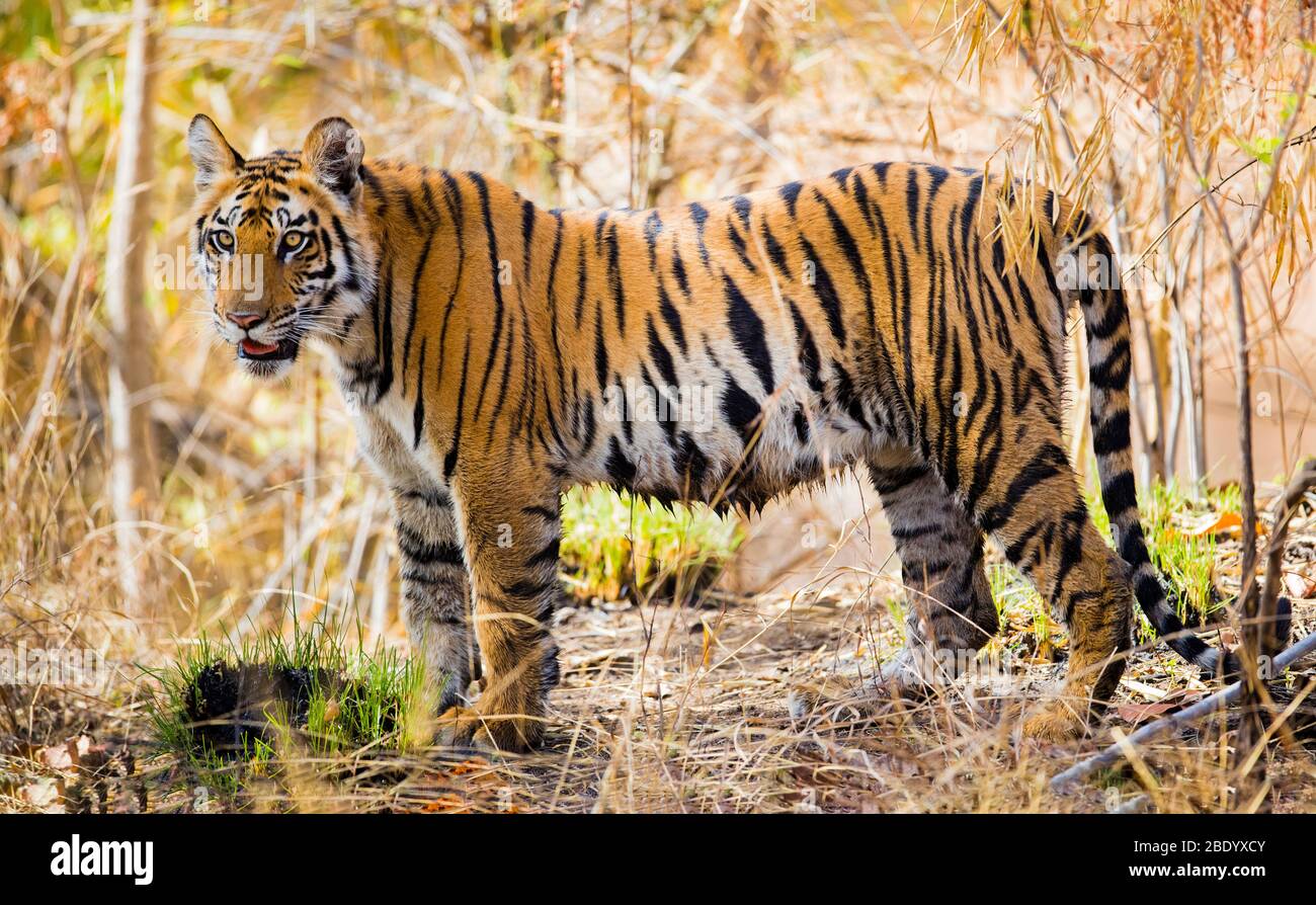 Tiger im busch -Fotos und -Bildmaterial in hoher Auflösung – Alamy