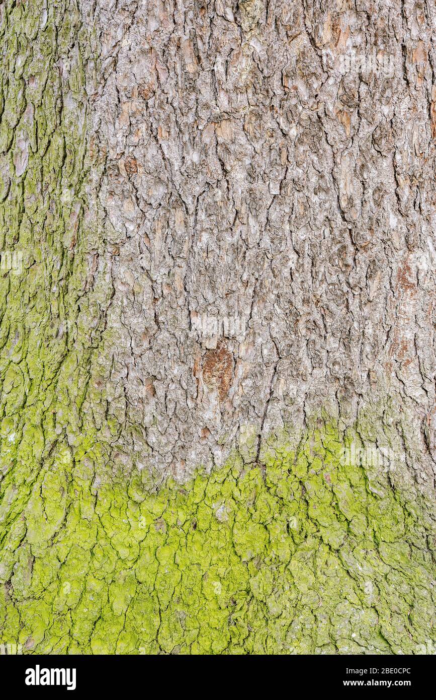 Fichte Baumrinde Stockfotos und -bilder Kaufen - Alamy