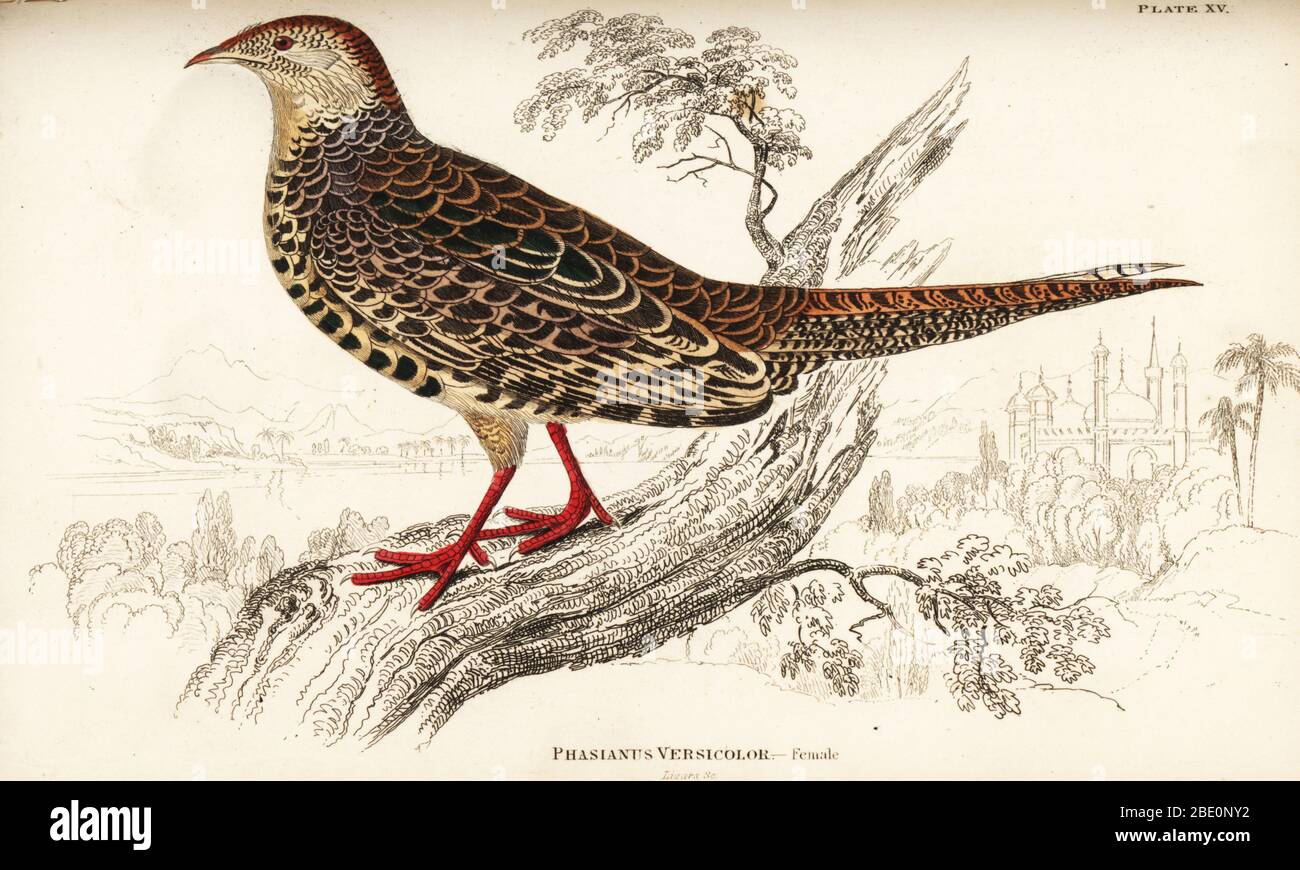 Phasianus versicolor -Fotos und -Bildmaterial in hoher Auflösung – Alamy