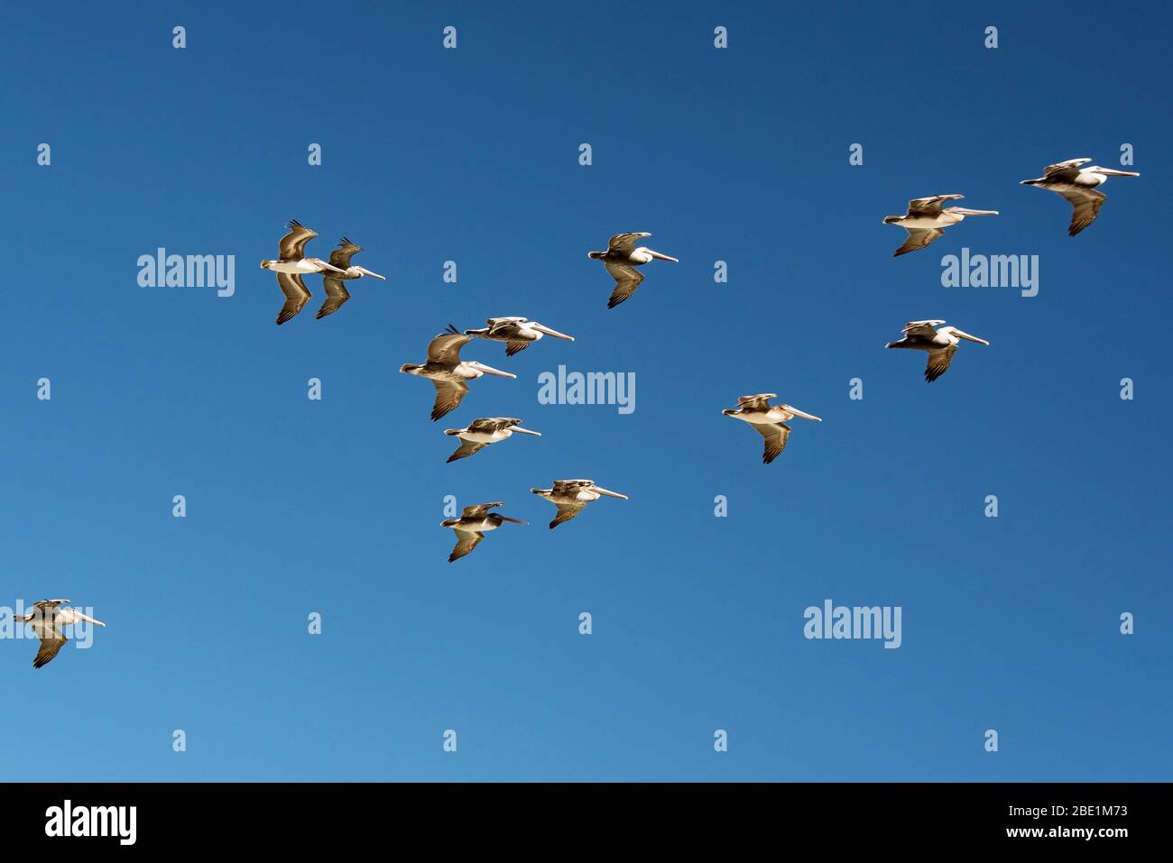 Schwarm vogel -Fotos und -Bildmaterial in hoher Auflösung – Alamy