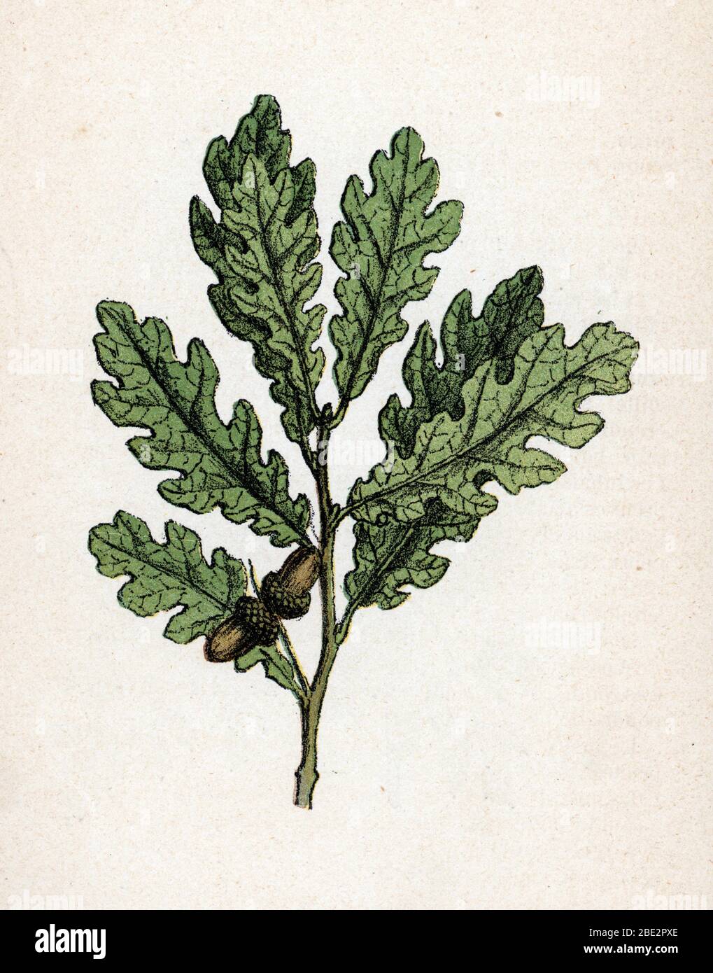 'Chene rouvre ou Chene sessile' (Quercus petraea) (Chene a trochets ...